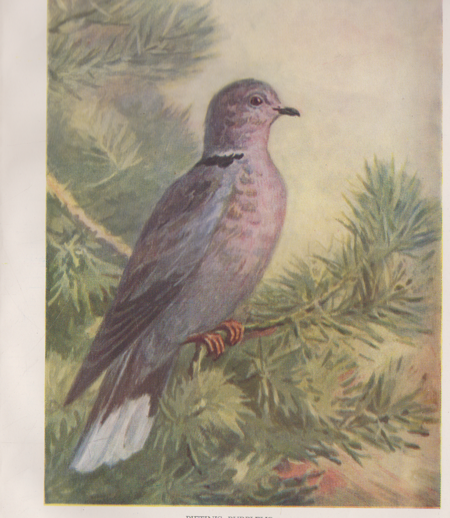 T. Ivanauskas - Lietuvos paukščiai I – Juodas šuo